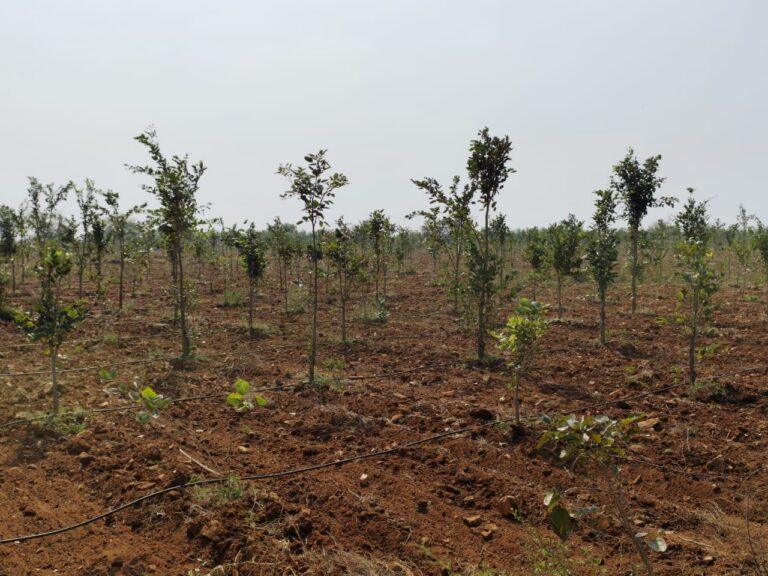 How to Start Red Sandalwood Farming in Andhra Pradesh: Step-by-Step ...